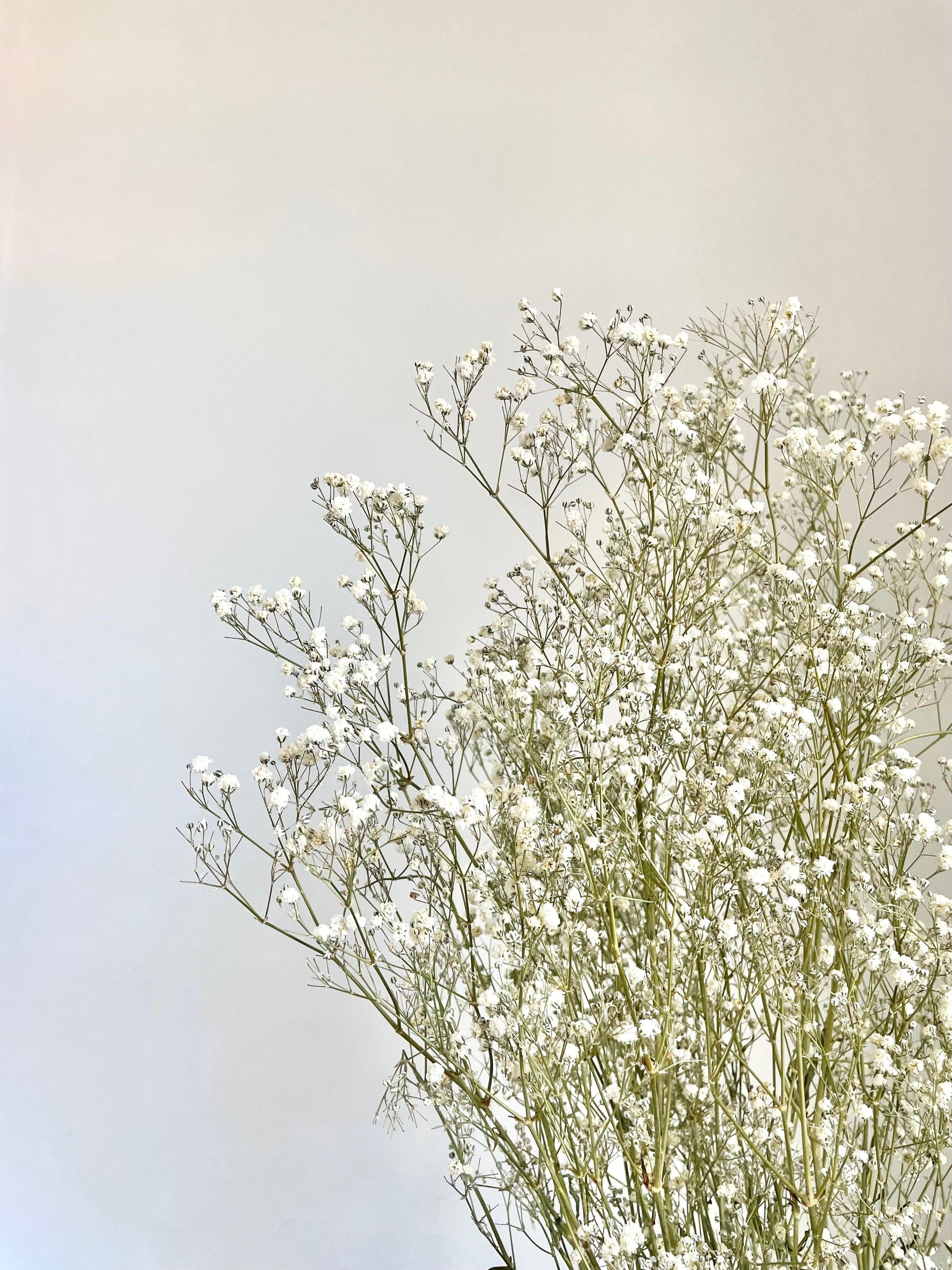 Preserved Dried Gypsophila 70cm natural bunch Desert Dreams Dried Flowers